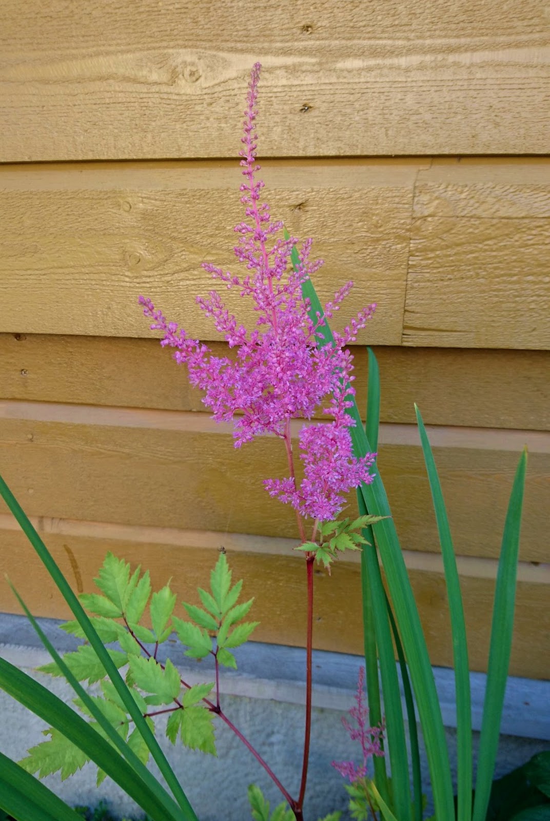 Astilbe