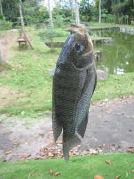 Kelompok Tani Halwa: Jual Ikan Nila Hitam