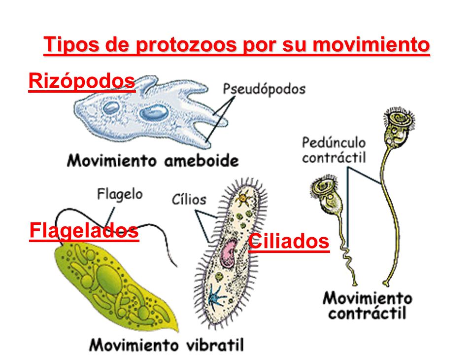 PROTOZOARIOS