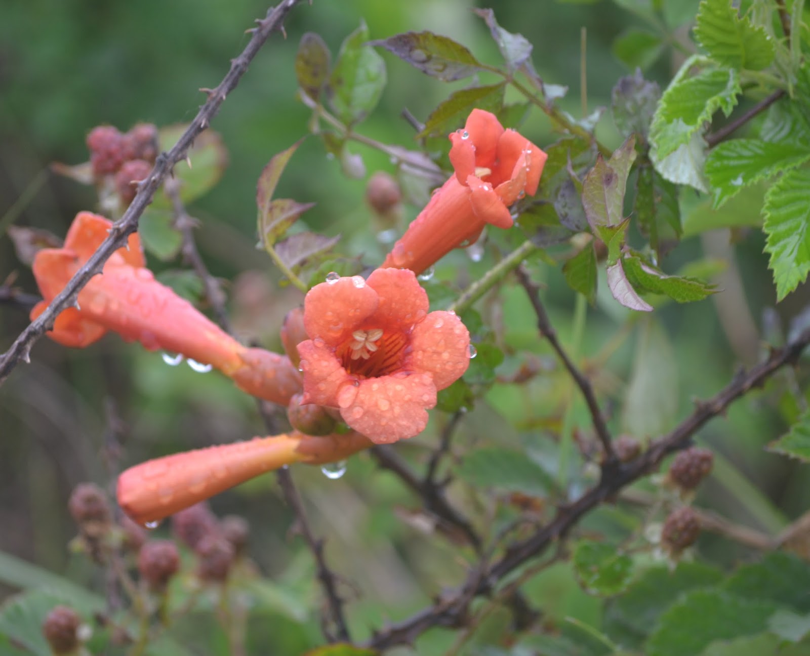 Nearly Wordless Wednesday: Cow Itch Vine