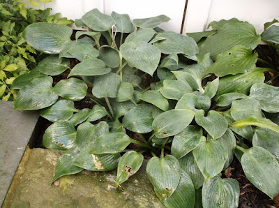 Future Plants by Randy Stewart: Hosta
