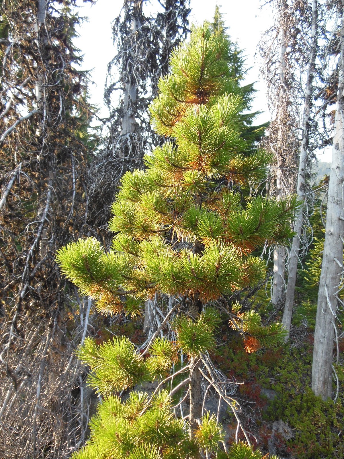 Trees Planet: Pinus Contorta – Lodgepole Pine