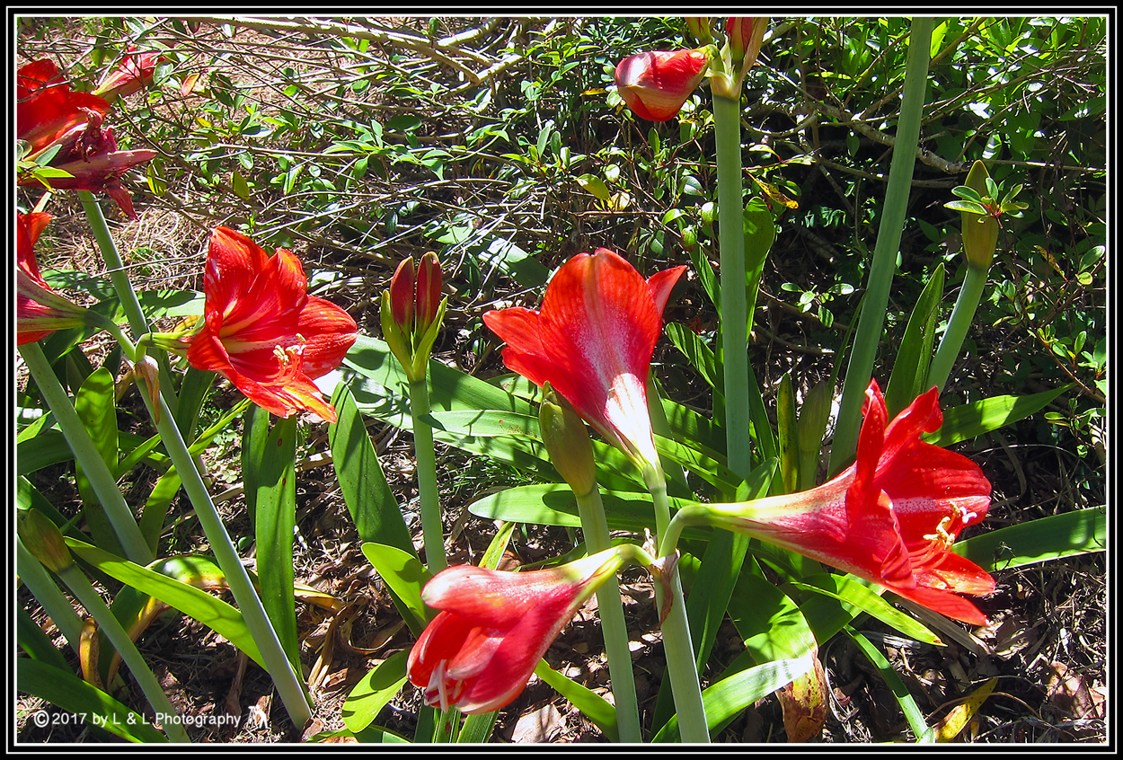Ocala, Central Florida & Beyond: Spring Flora in the Wild