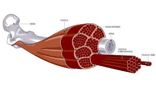 #121 Striated muscles | Biology Notes for A level