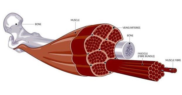 #121 Striated muscles | Biology Notes for A level
