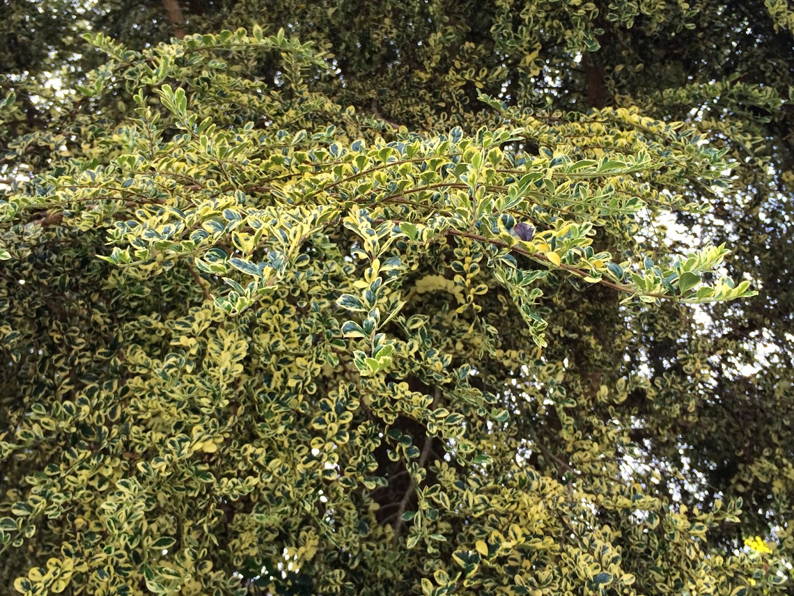 Trees of Santa Cruz County: Azara microphylla 'Variegata' - Variegated ...