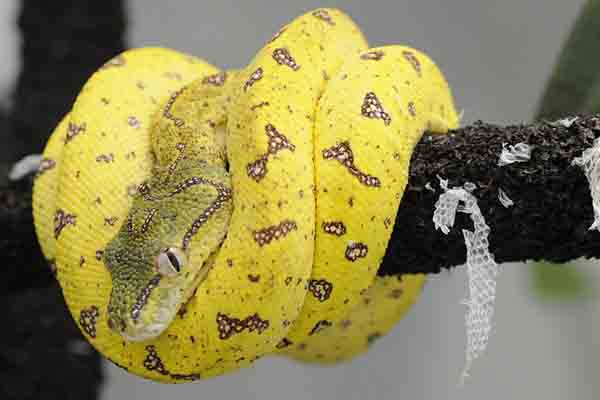 Small Animal Talk: World’s cutest python