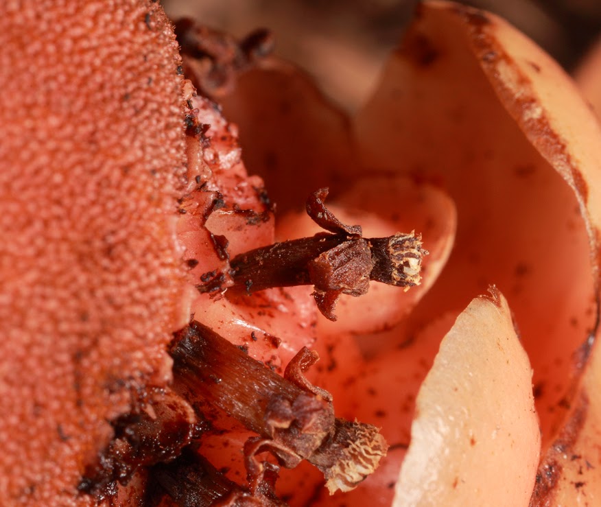 BunyipCo: September 2013