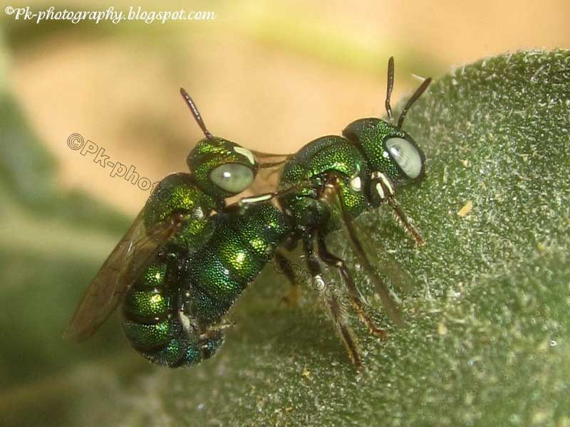 Cuckoo Wasps Mating | Nature, Cultural, and Travel Photography Blog