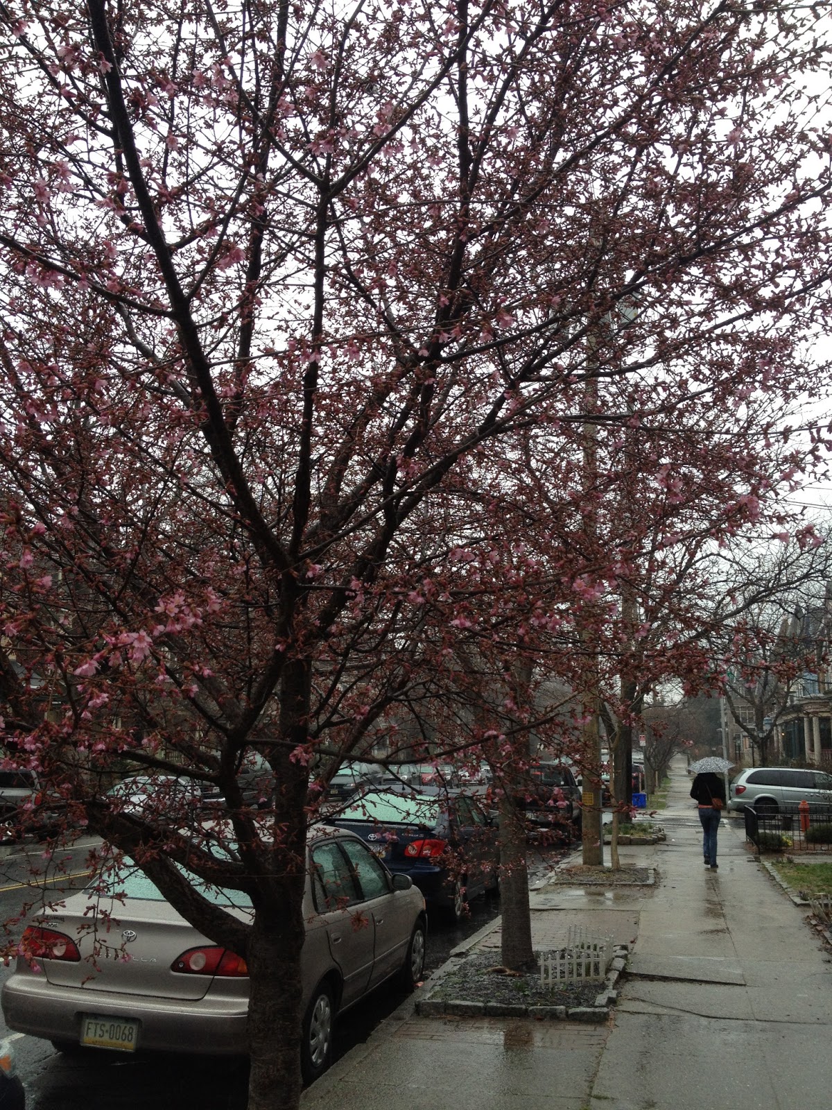 PHILLY TREES: NATURE'S FIRST GREEN