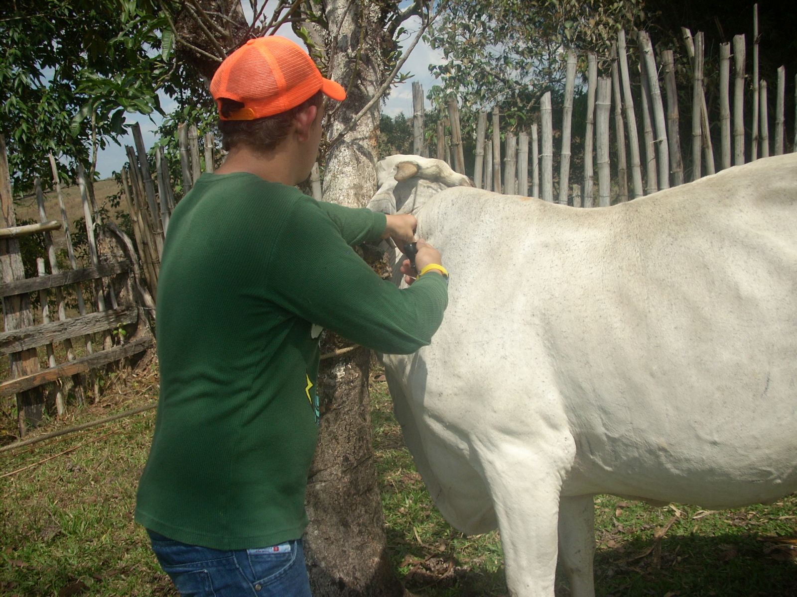 Agropecuarias: inyectologia
