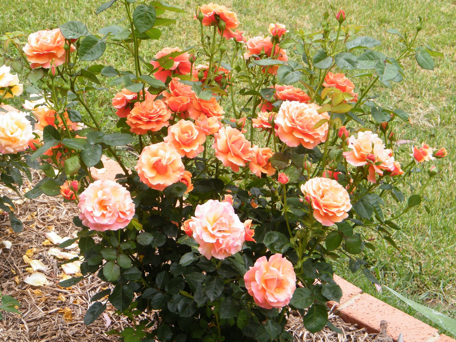 MulgraveExpat: Firestar Rose