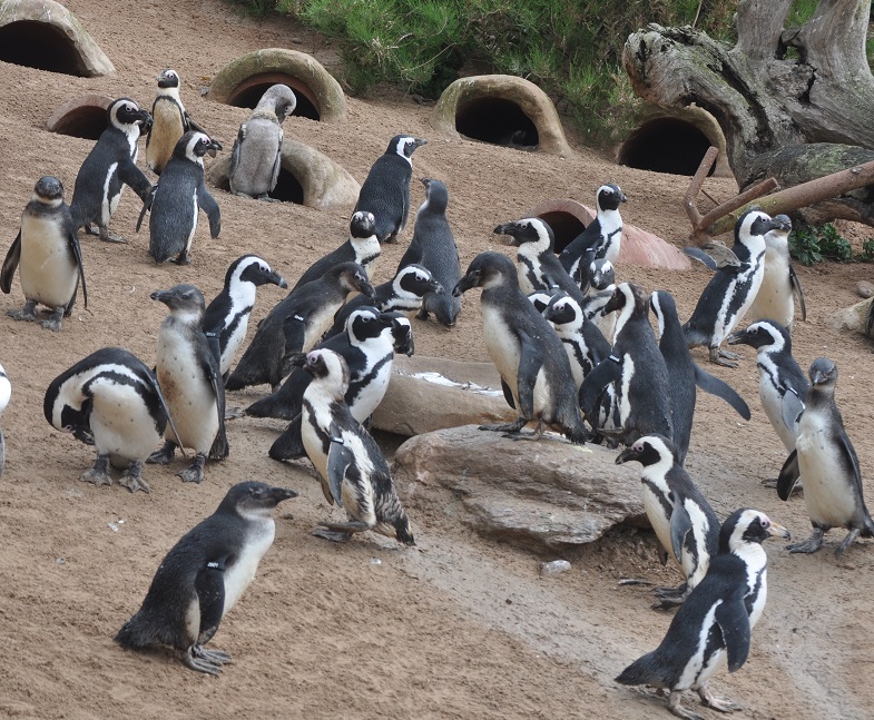 ZOOTOGRAFIANDO (6.100 ANIMALS): PINGUINO DEL CABO / AFRICAN PENGUIN ...