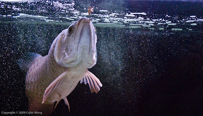 Tropical Fish Pictures | Exotic Ornamental Fish Photos With Names ...