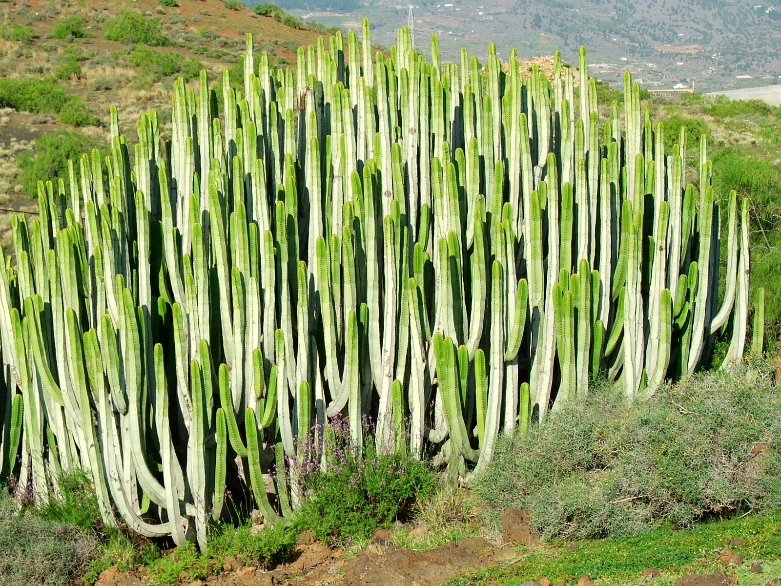 CUADERNO DE GEOGRAFIA CANARIA: Cardones