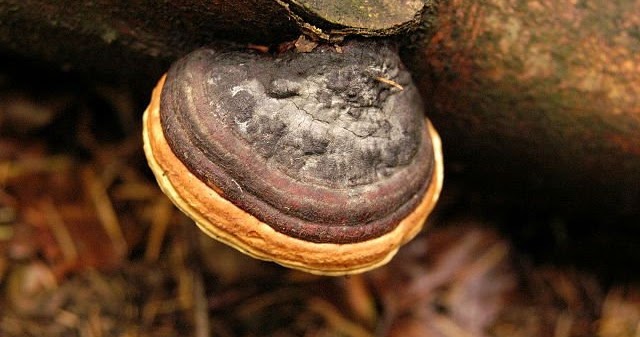 Phellinus linteus mantarı faydaları yan etkiler kullanım şekli ...