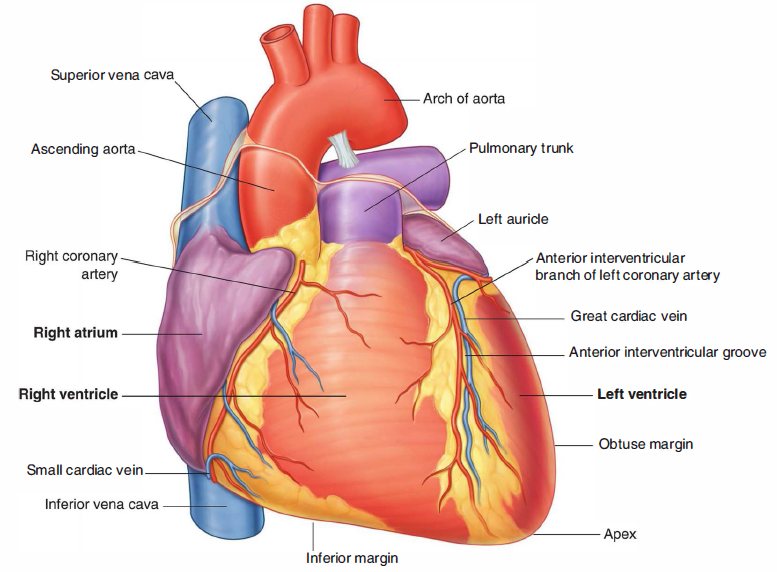 Heart | Your Medical Advices