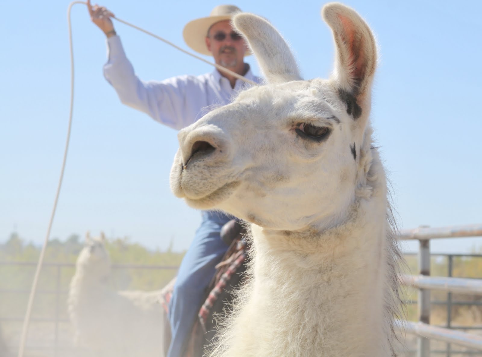 Knotty Pine Ranch: Flying Llamas