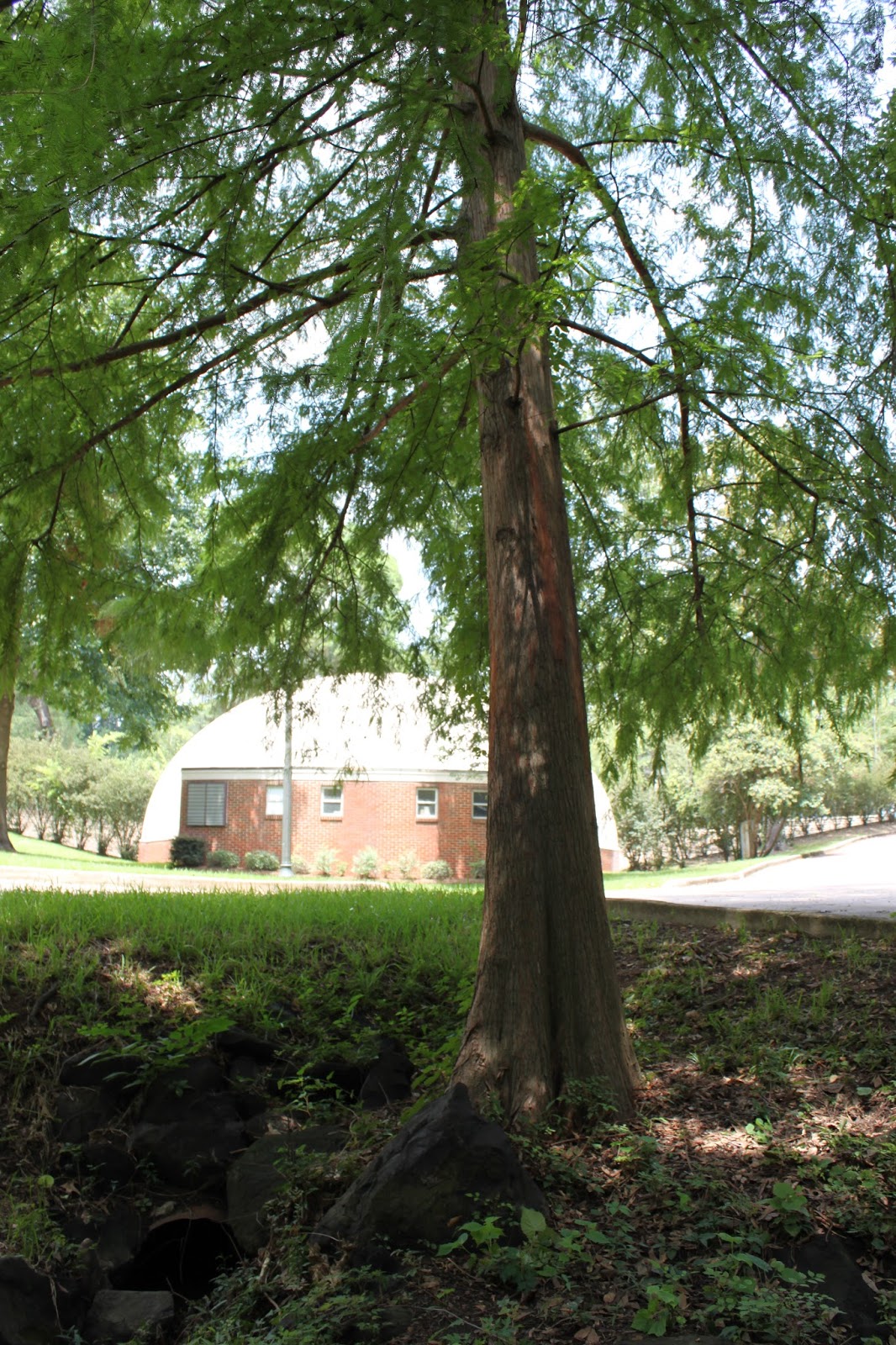 Centenary College Arboretum: Tree of the Week: Bald Cypress (Taxodium ...