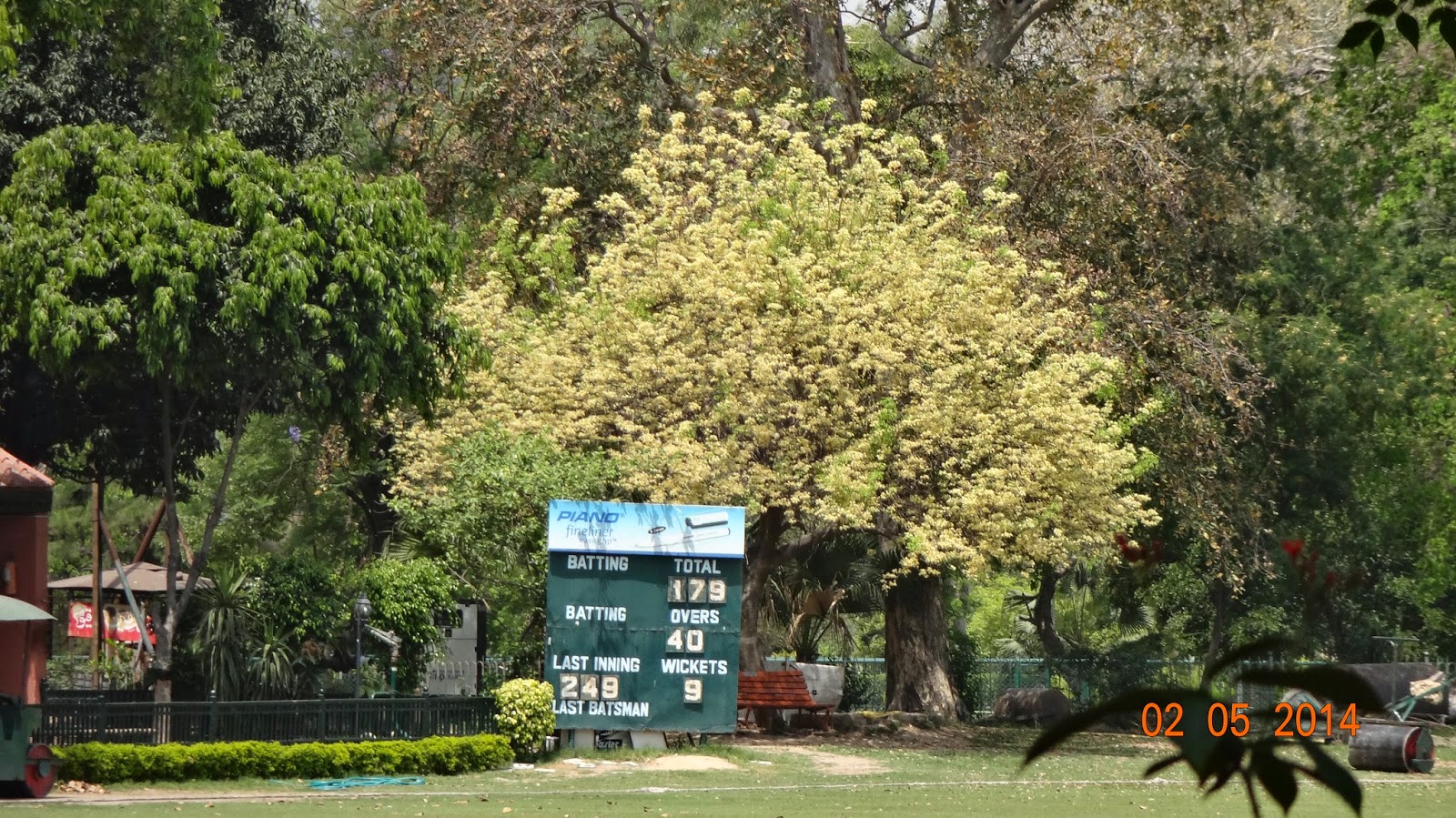 Plants of Lahore - Pakistan: Berna- Flowering Tree- Flush of Balmy flowers