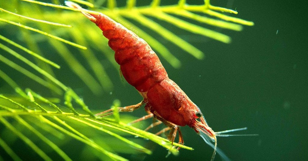 Shrimps Benefits that is Useful for Your Body Health - Frozen Shrimp ...