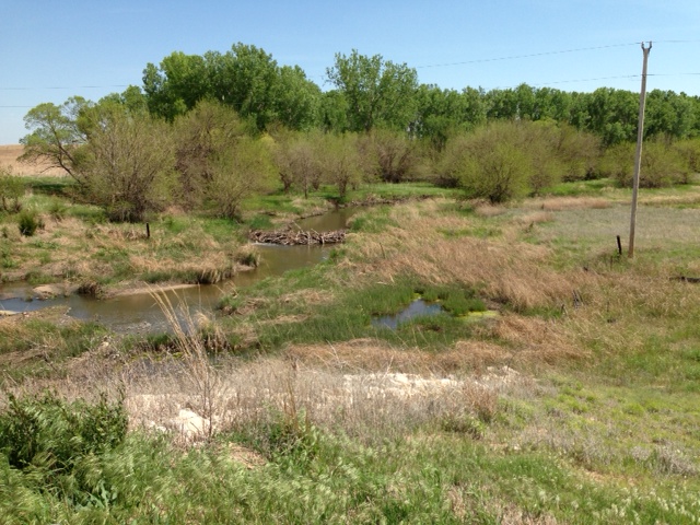 https://lynfenwick.blogspot.com: Beavers in Kansas