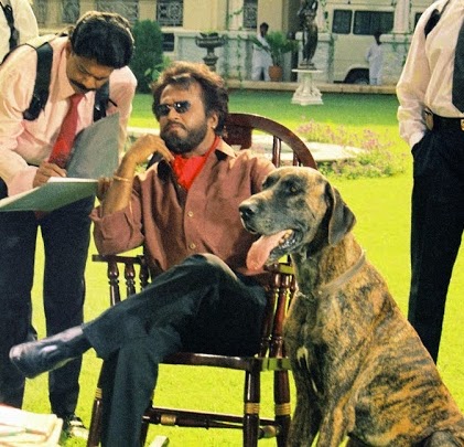 PiLANi PiCTURES: Here a dog, there a dog...