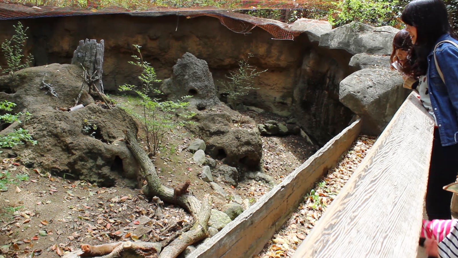 Zoos in Japan: Dwarf Mongooses
