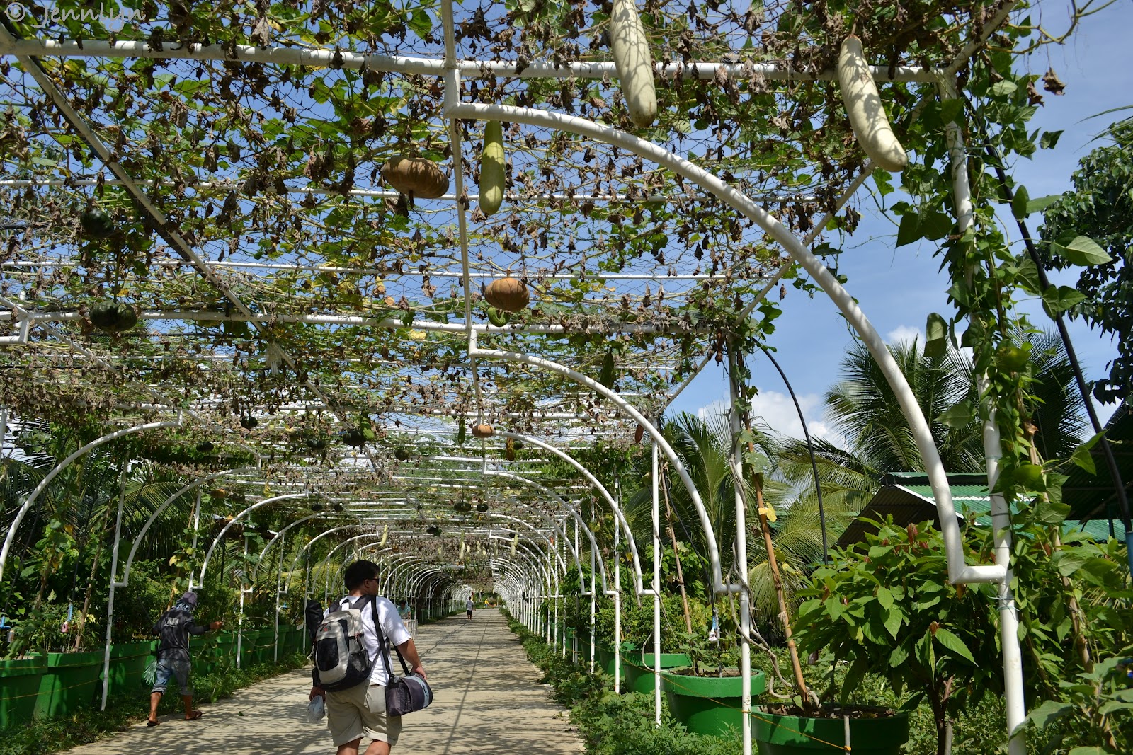 Destination Philippines: The Farm: Garin Farm, San Joaquin, Iloilo