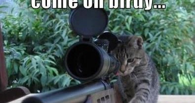 Picz I Like: Sniper Cat: Come on birdy