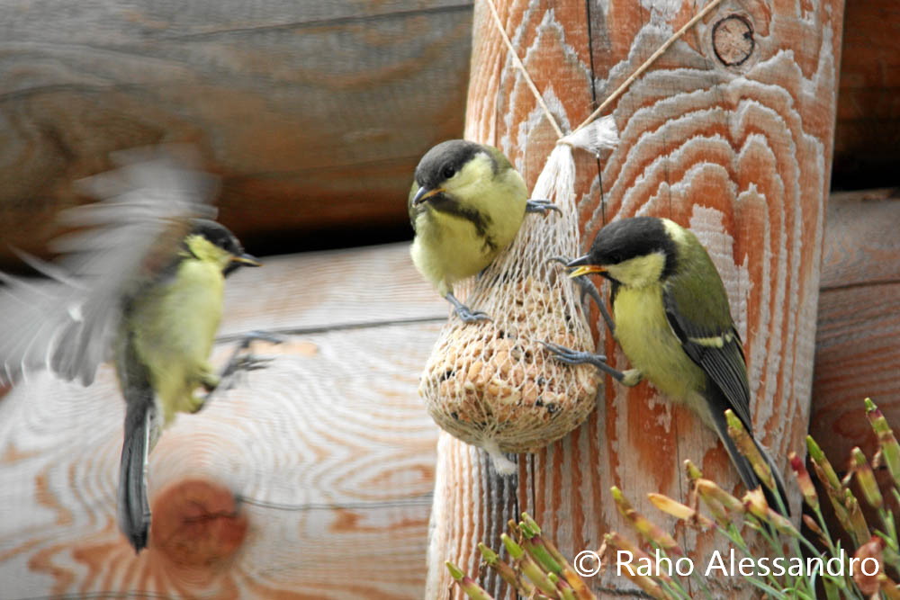 l'Osservatorio dei Neorniti: Passeriformi: Cinciallegra