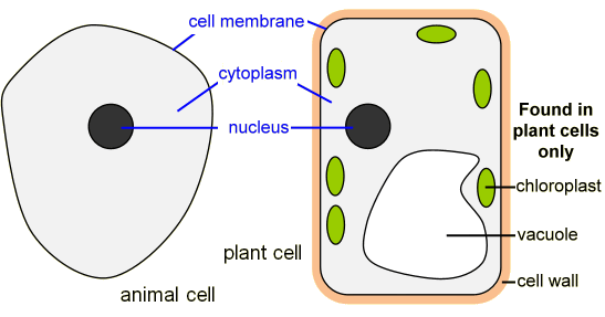 #4. Cell structure and function | Biology Notes for A level