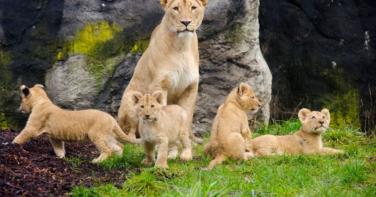 Woodland Park Zoo Blog