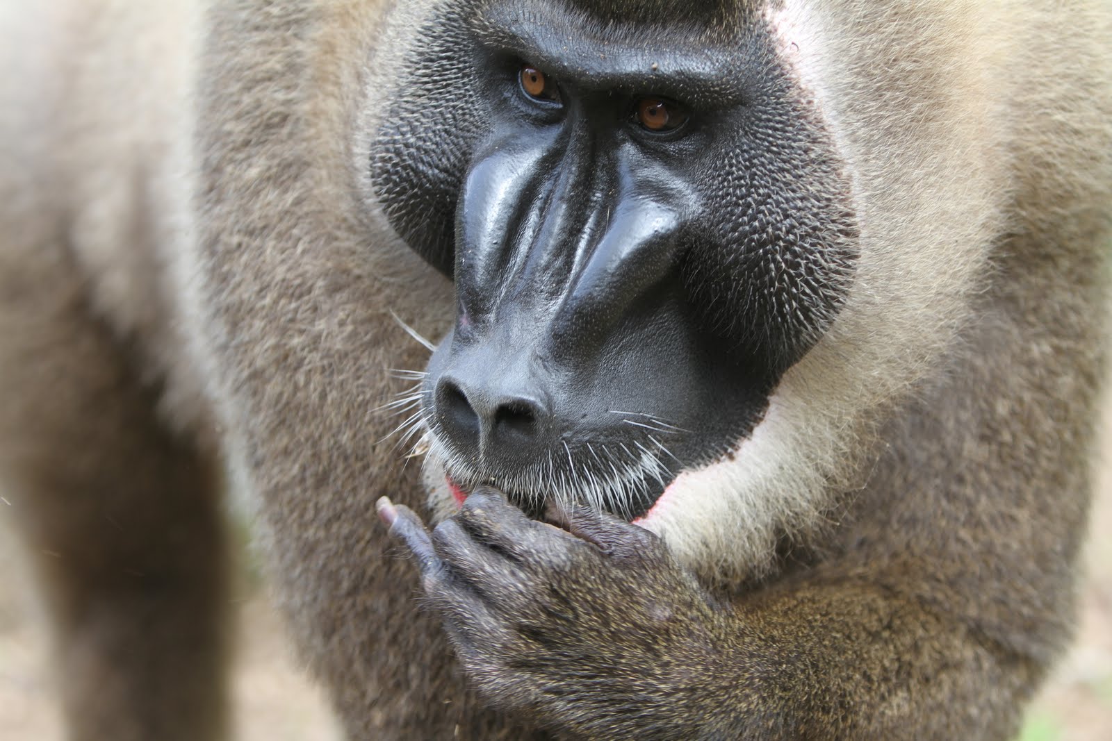 Beyond Adventure: The Last of the Drill Monkeys