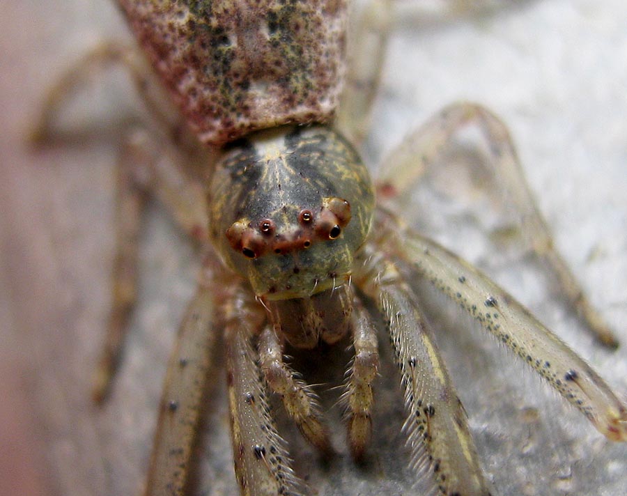 Exploring the Endangered Wonders: My Magnificent Spiders - Part 1