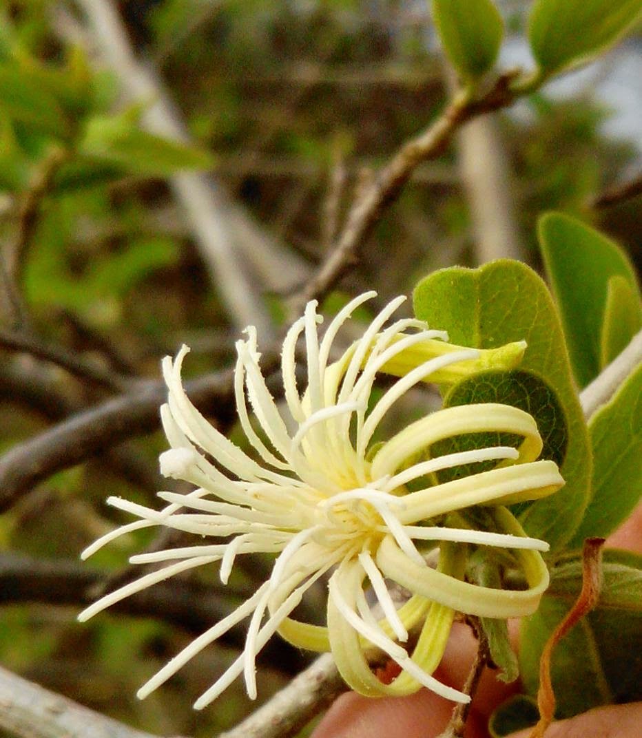 Spice of Life!: X is for eXtreme, eXcellent, eXtraordinary