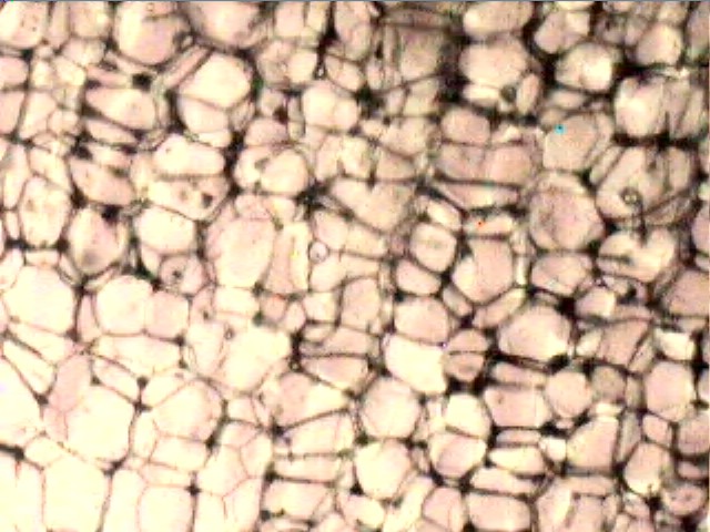 botanica: ORGANELAS CELULARES