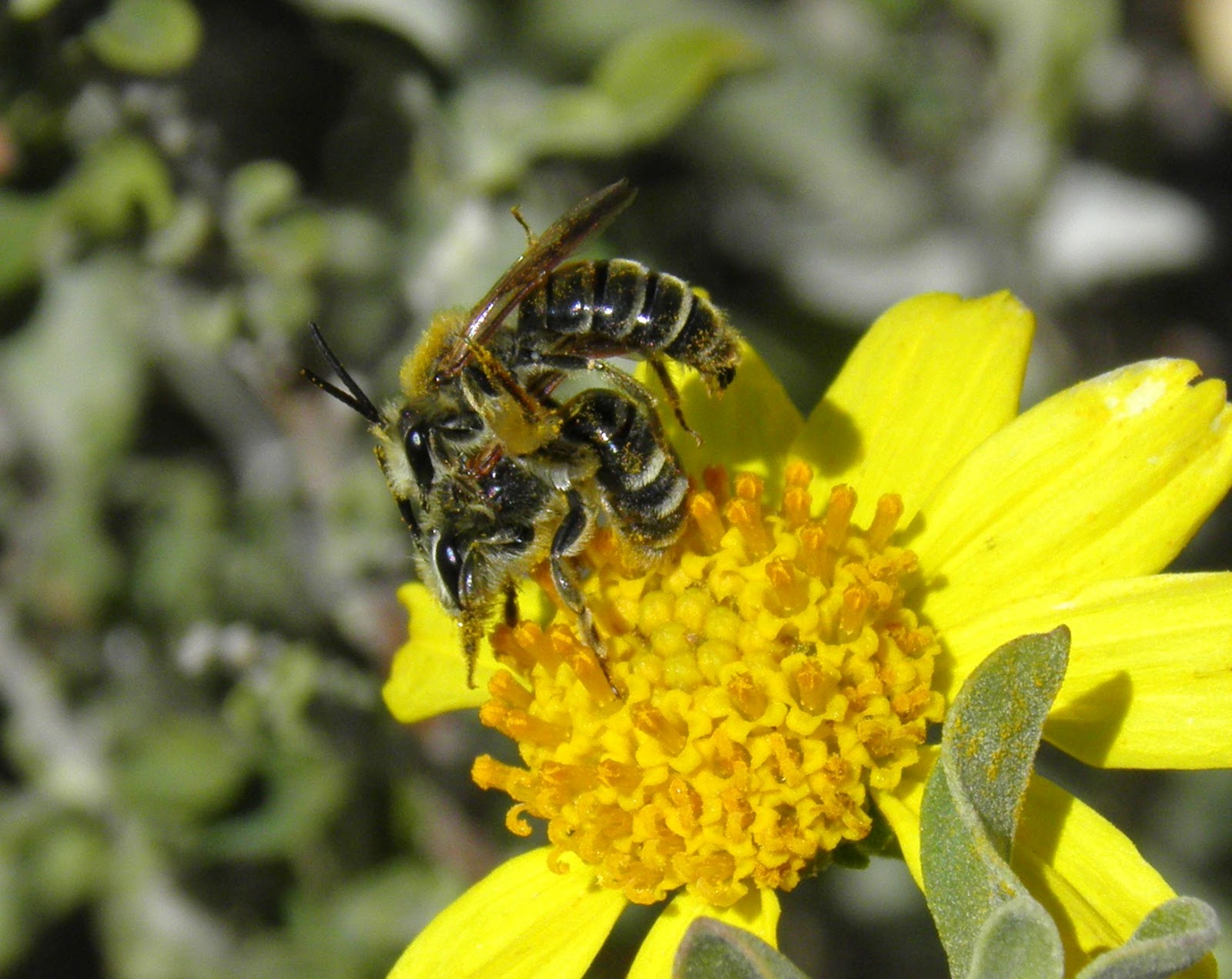Arizona: Beetles, Bugs, Birds and more: Brittle Bush Bee Heaven