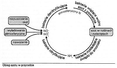 Biologia - nauka o życiu: Azotowce.