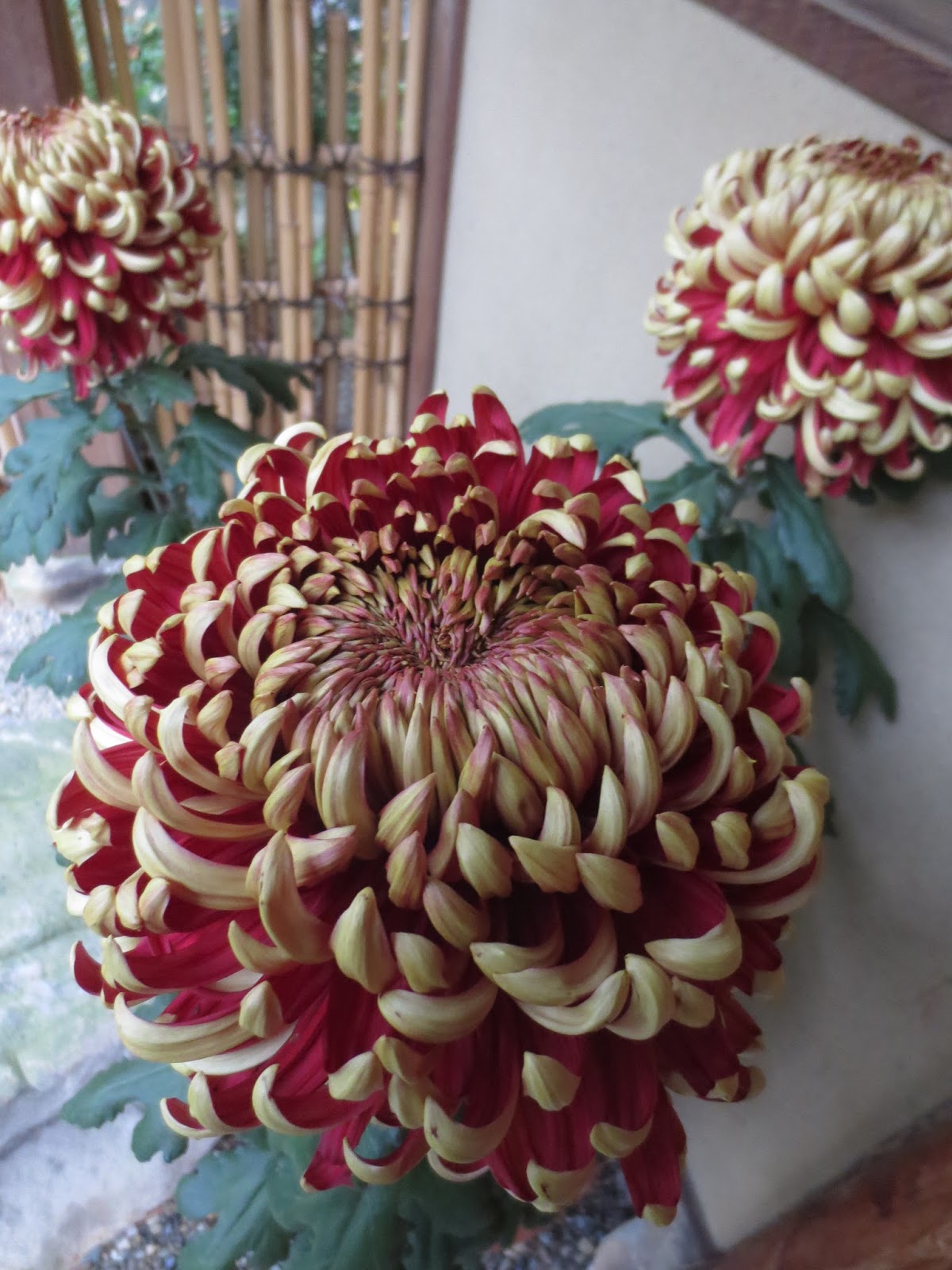 gardens@duke: A Festival of Fabulous Mums