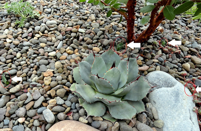 danger garden: The Agave Report, August 2012