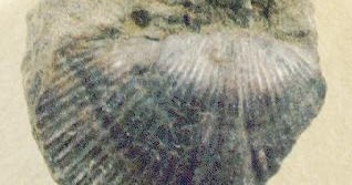 Variety of Life: Cyrtospiriferoidea