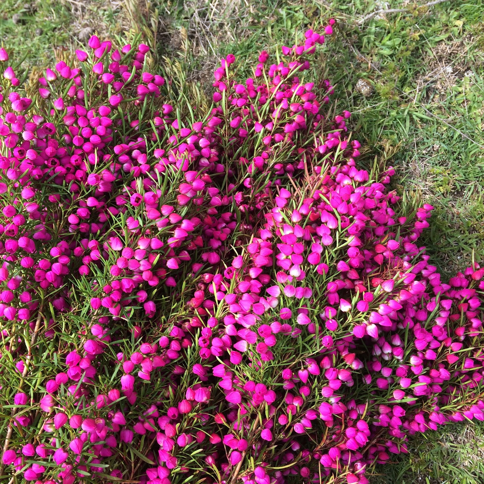 Swallows Nest Farm: November Flowers