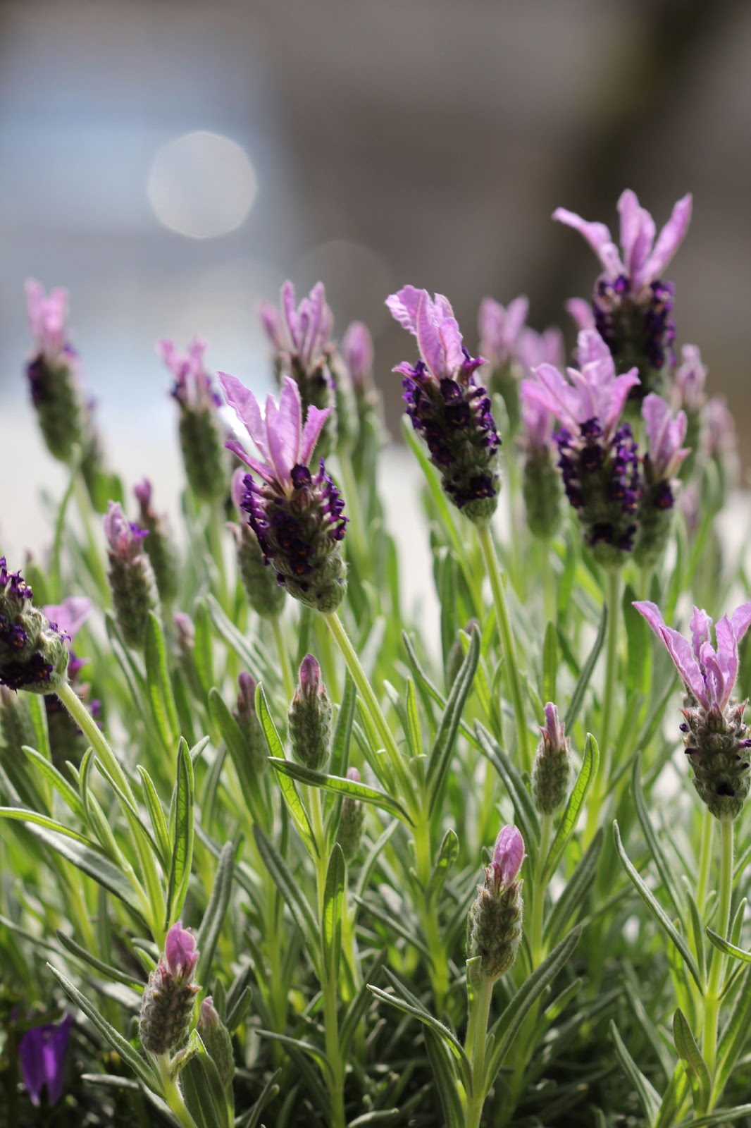 Mein Balkon: Steckbrief Lavendel