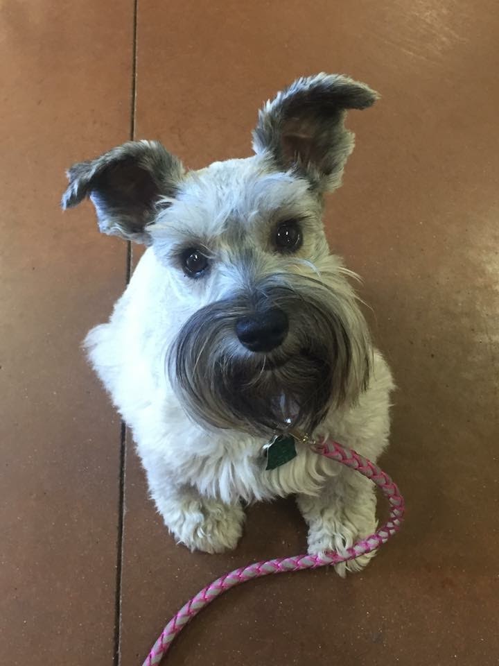 My Schnauzer Addiction: 8 Signs You Have an Aggressive Puppy (2/6/17 ...