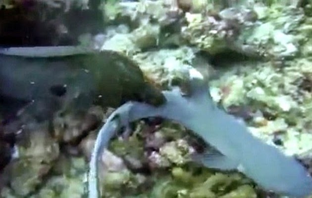 ΑΠΙΣΤΕΥΤΗ ΜΑΧΗ ΣΤΟ ΒΥΘΟ... ΧΕΛΙ ΚΑΤΑΠΙΝΕΙ ΖΩΝΤΑΝΟ ΚΑΡΧΑΡΙΑ...ΚΑΙ ΤΟΝ ...