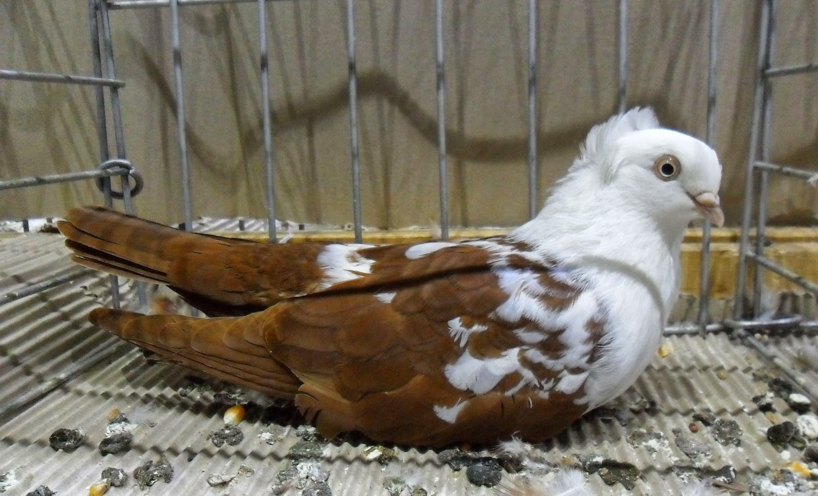 postagalambok: Érdekességek