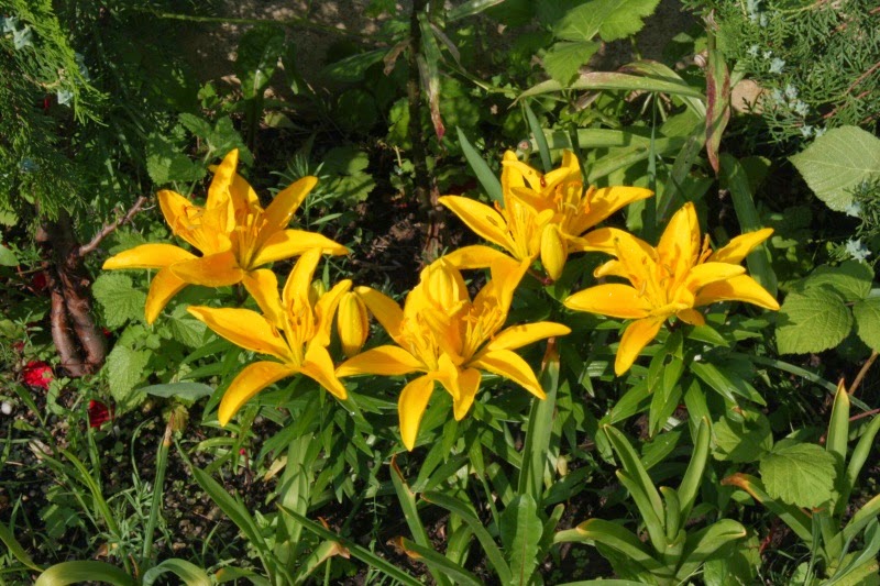 Casuta noastra: iunie 2014