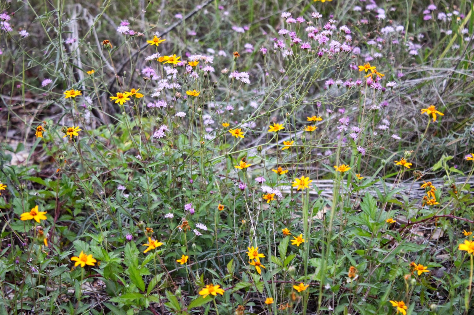 Rock-Oak-Deer: Wildflower Wednesday October 2013: Texas Native Plant Week