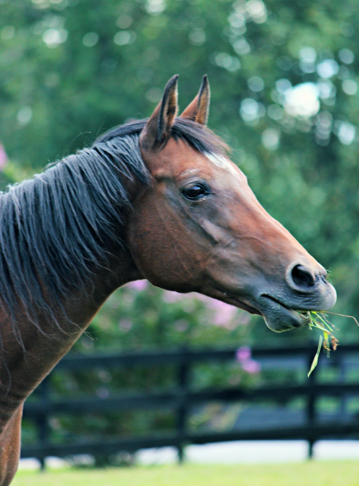 The Mare's Tales - Gypsy Mare Studios: Over the river and through the ...